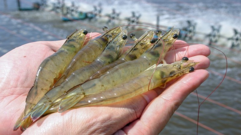 Latest AI Powered Shrimp Farming Helps Monitoring and Control